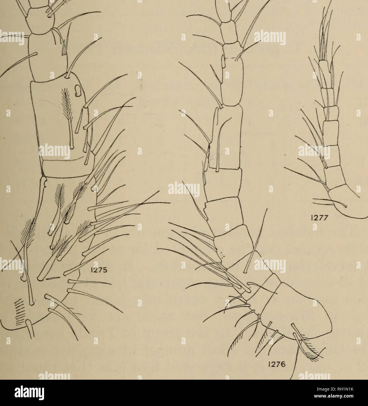 Cyclops viridis hi-res stock photography and images - Alamy