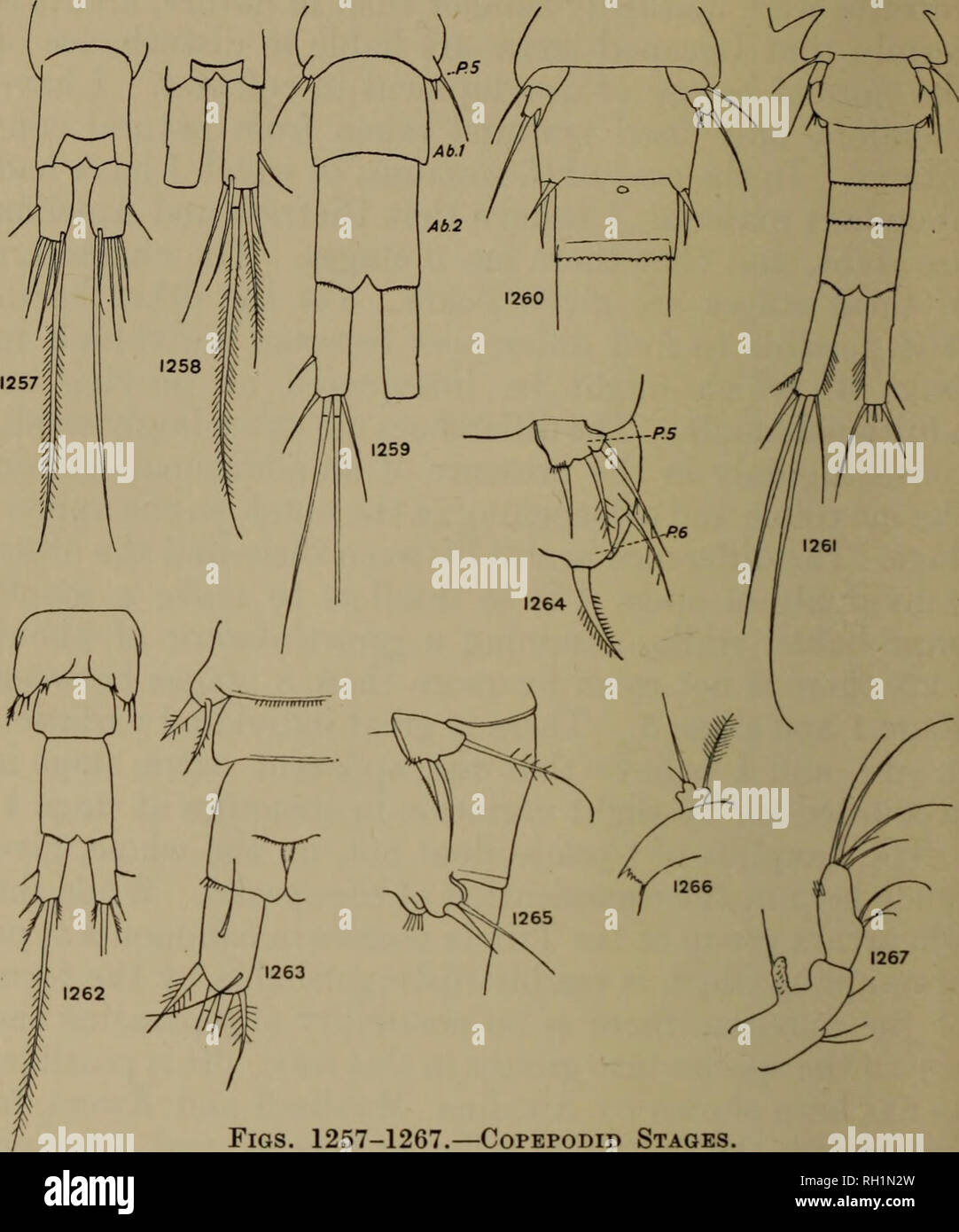 . British fresh-water Copepoda. --. Copepoda; Crustacea. 44 BRITISH ...