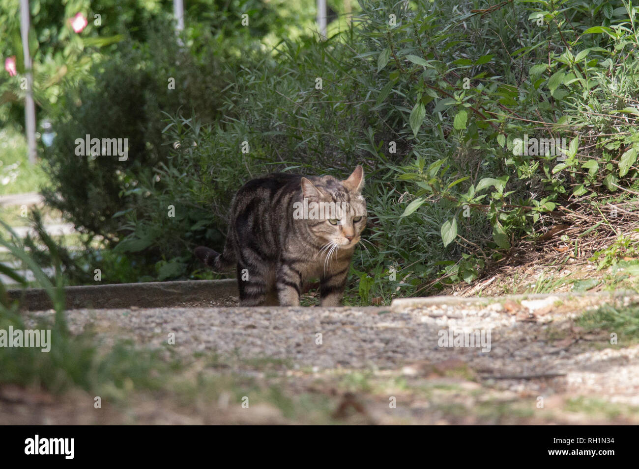 The view of a sad cat walking in garden Stock Photo - Alamy