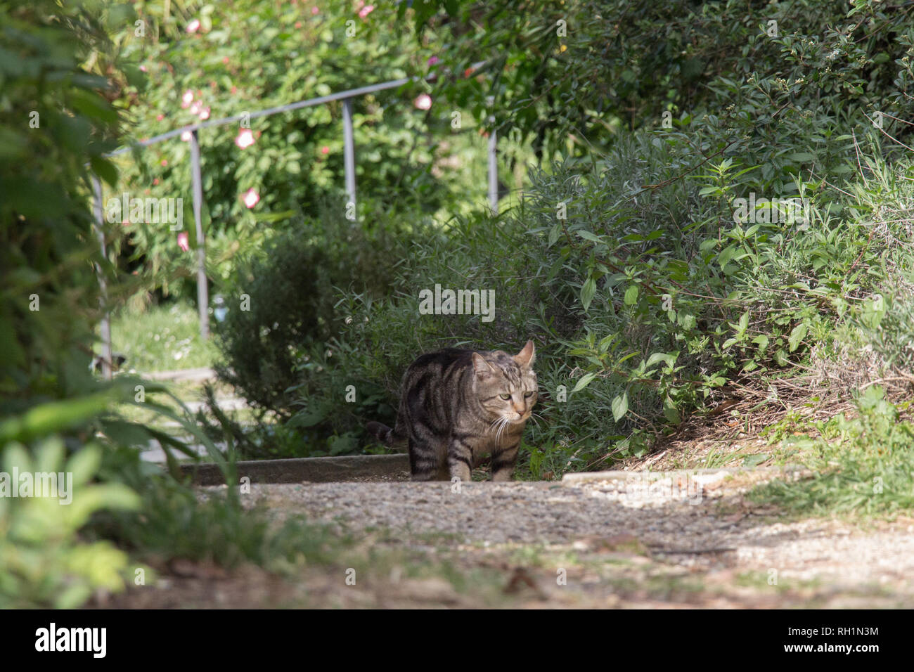 The view of a sad cat walking in garden Stock Photo - Alamy