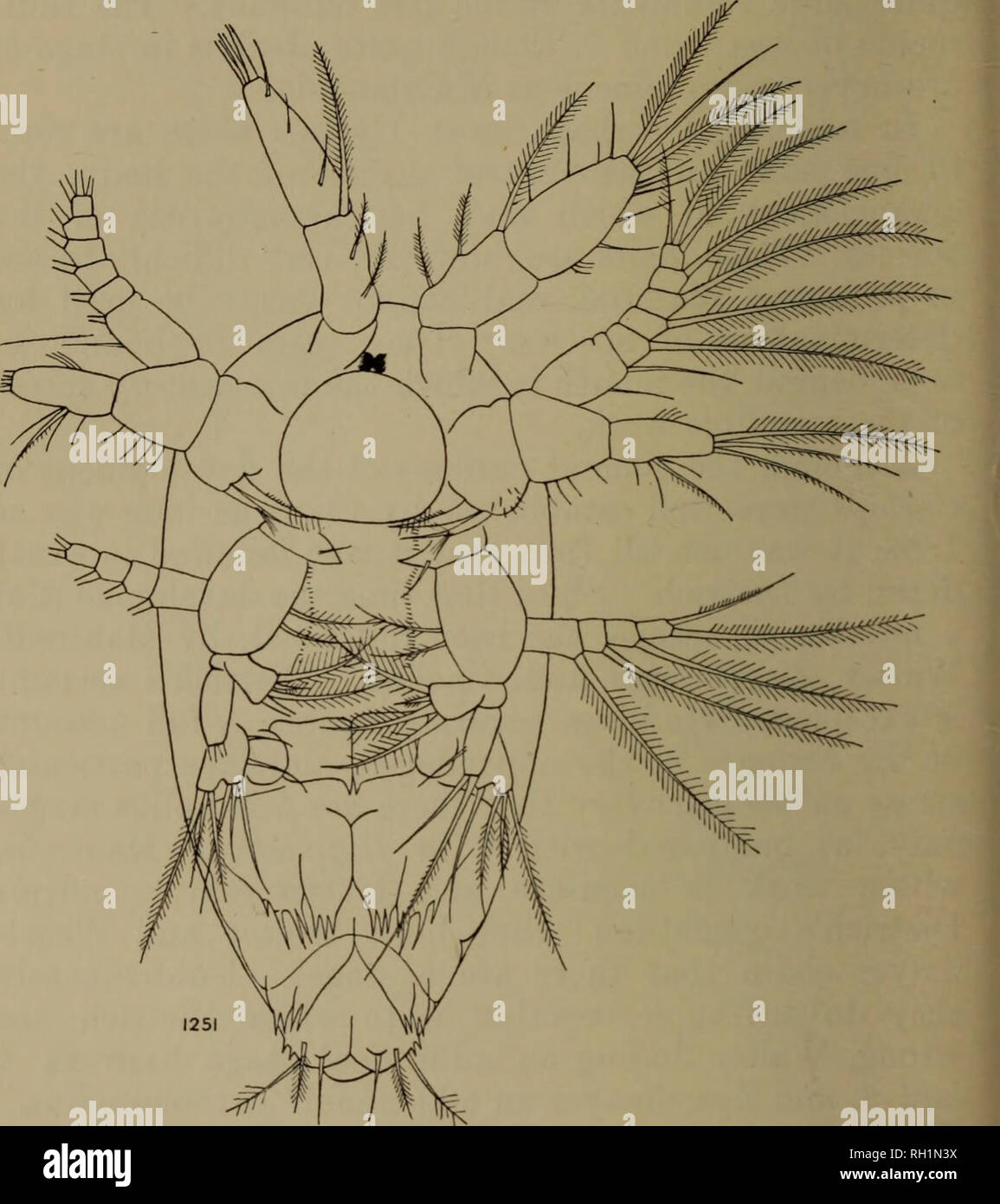 Nauplius crustacea hi-res stock photography and images - Alamy