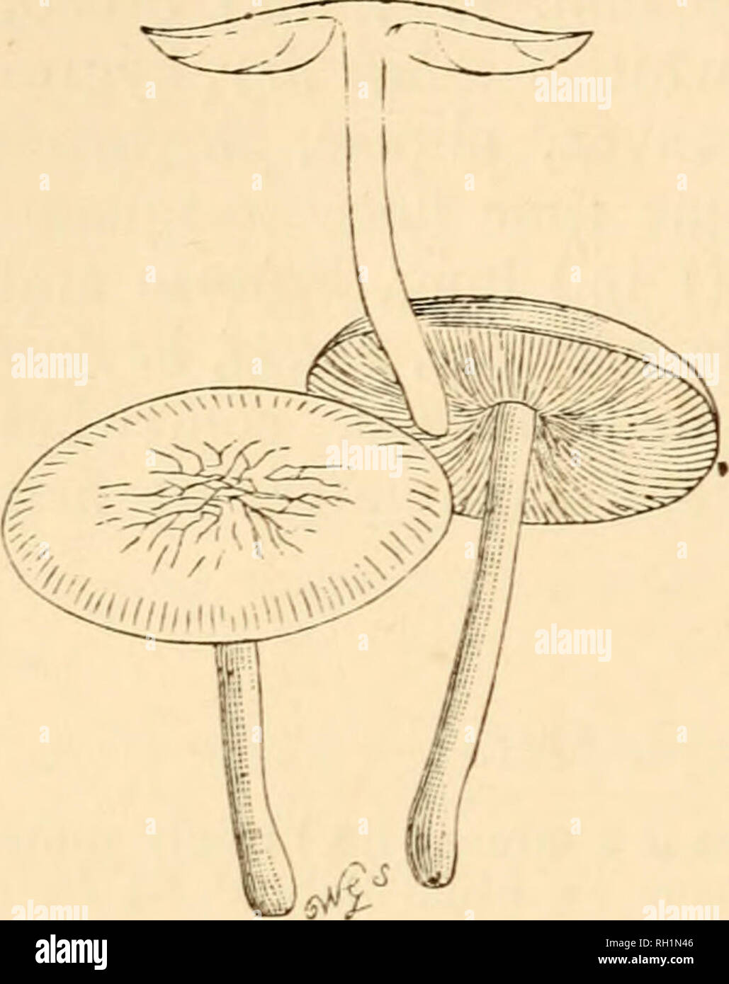 Ferruginous veins hi-res stock photography and images - Alamy