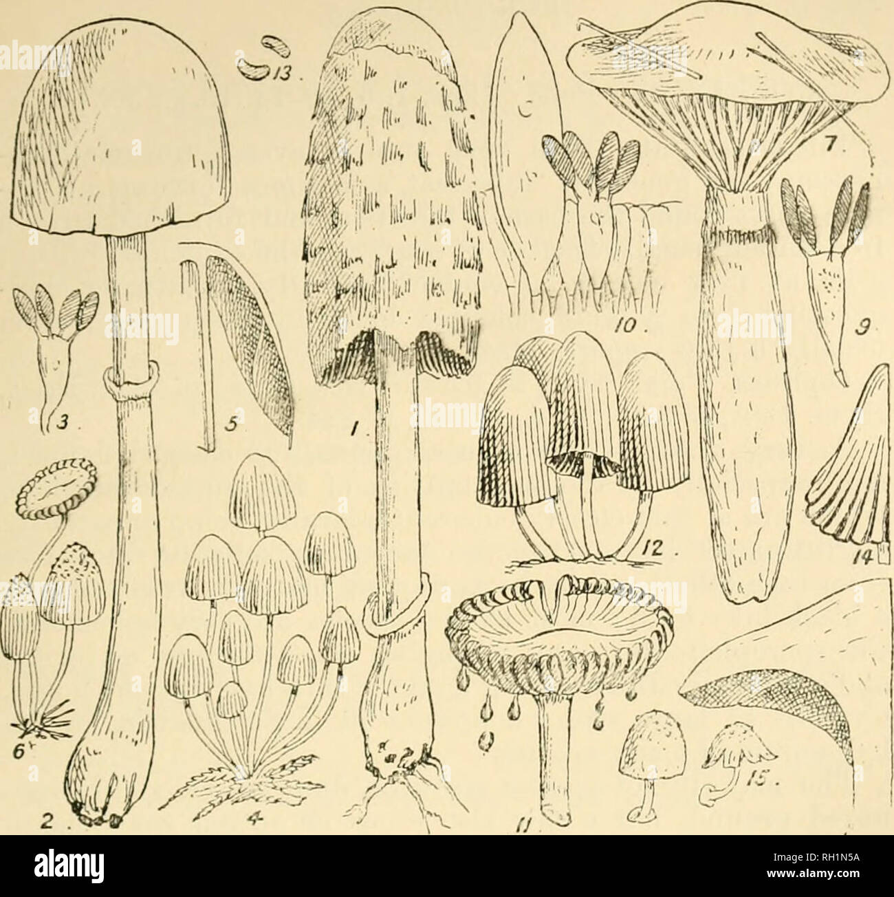 Coprinus Basidium And Their