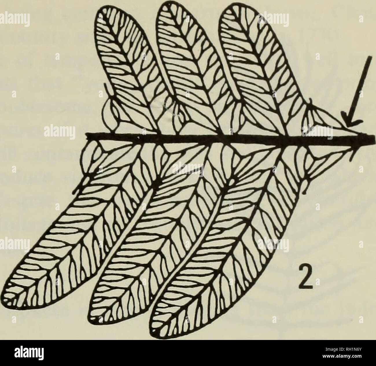 . The British fern gazette. Ferns. FIGURES 1 & 2 Venation patterns. Fig ...