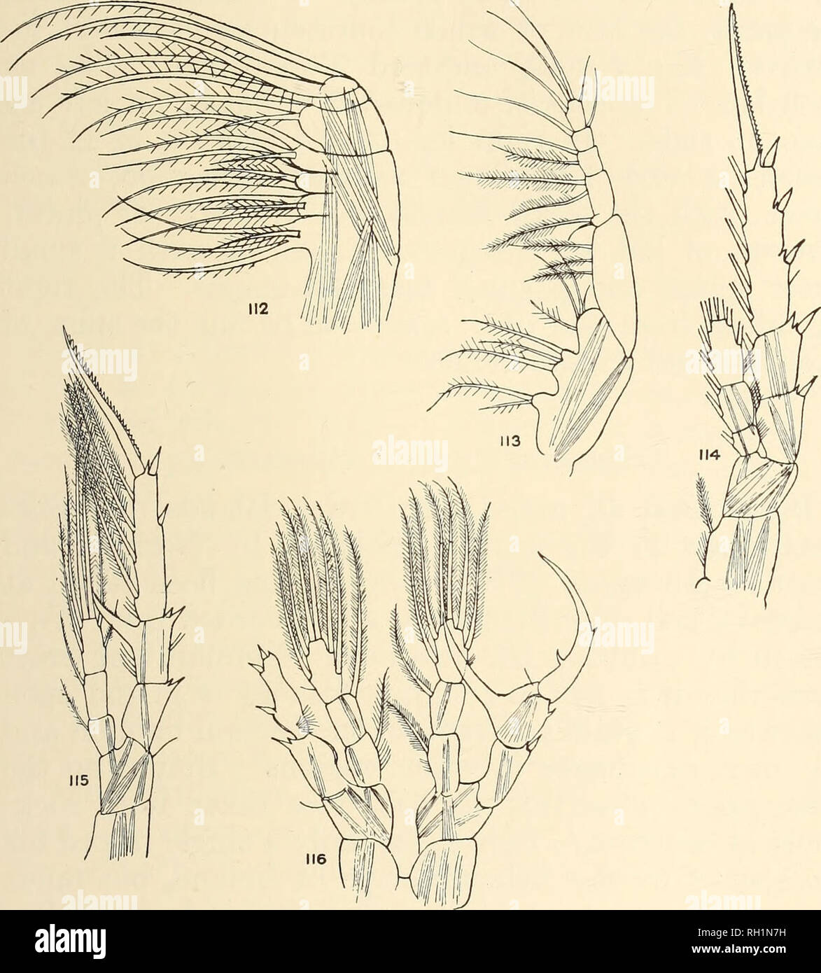 Outer segment membrane hi-res stock photography and images - Alamy