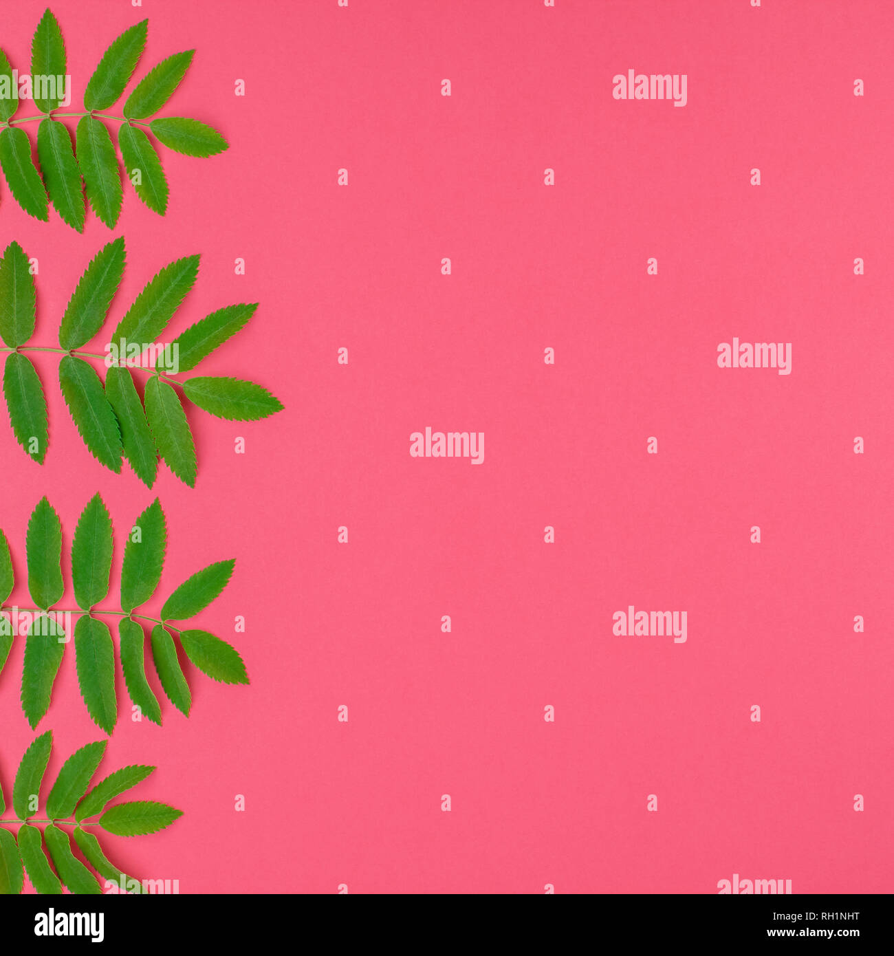 Creative flat lay top view pattern with fresh green rowan tree leaves ...