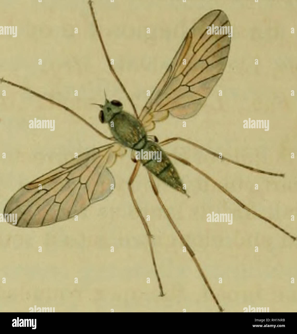 . British entomology; being illustrations and descriptions of the ...