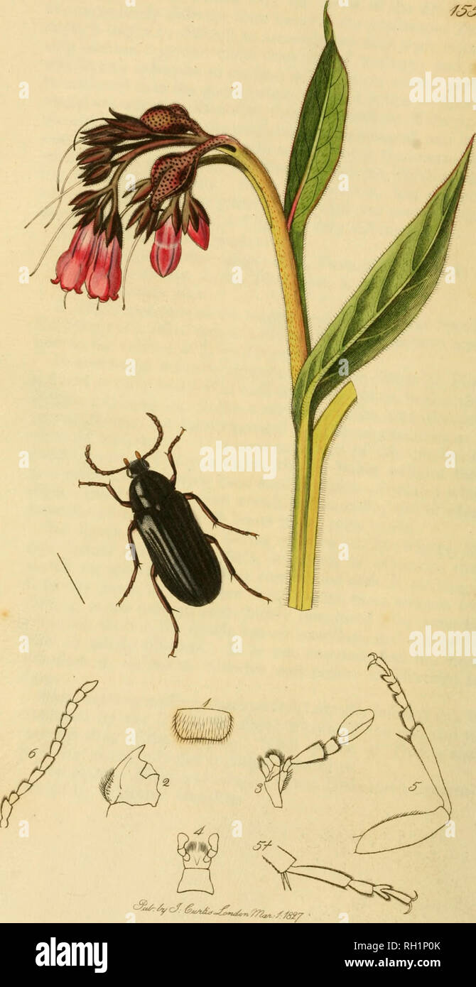 . British entomology; being illustrations and descriptions of the ...