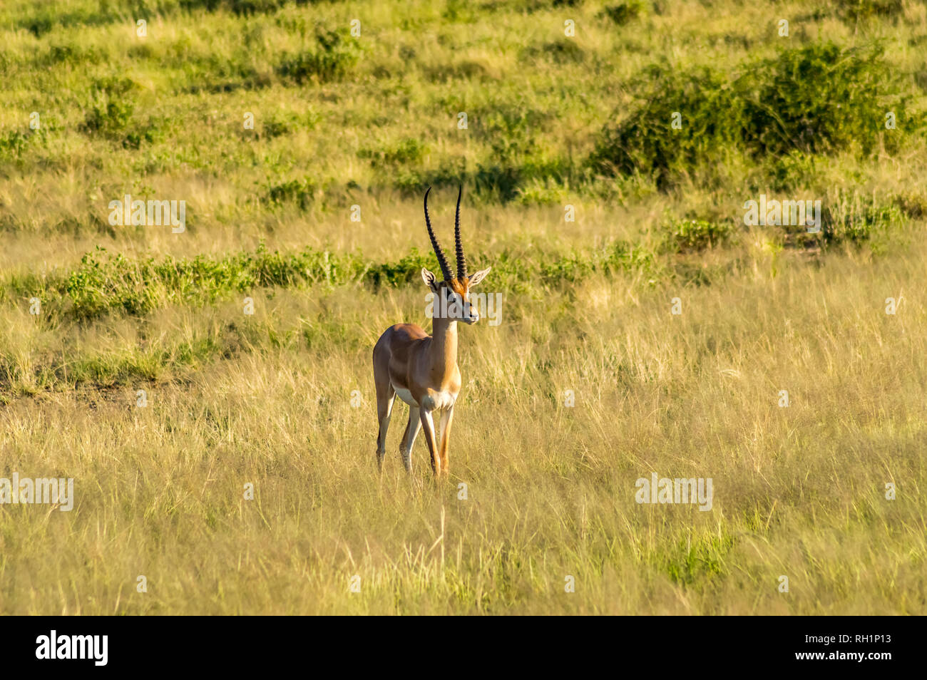 Antelope seen in profile in the savannah of Samburu Park in central ...