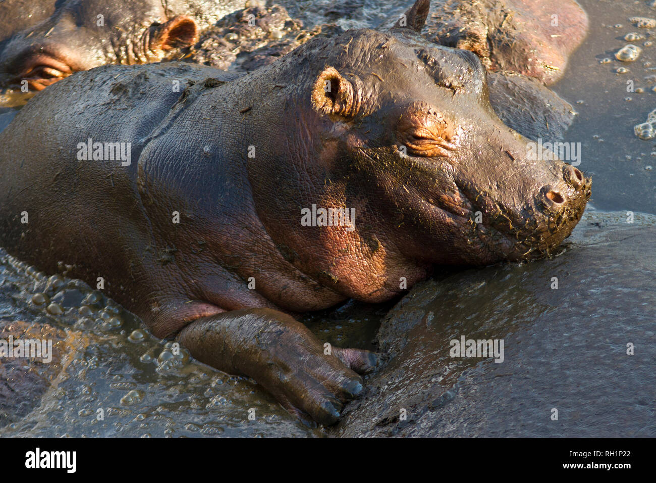 A young Hippo uses its mothers bulk to protect it from the squeeze of ...