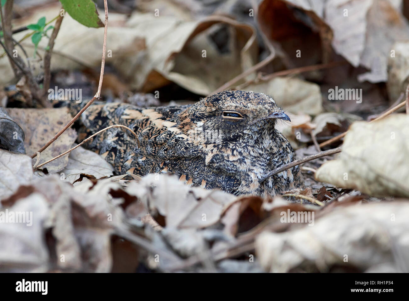 Standard winged hi-res stock photography and images - Alamy