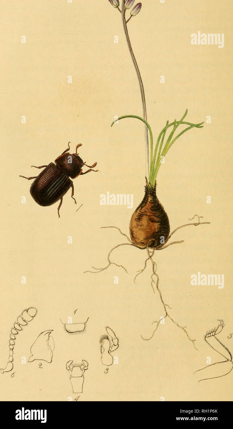 . British entomology; being illustrations and descriptions of the ...