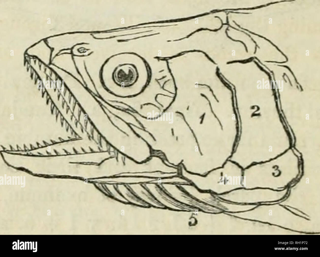 Operculum of a fish hi-res stock photography and images - Alamy