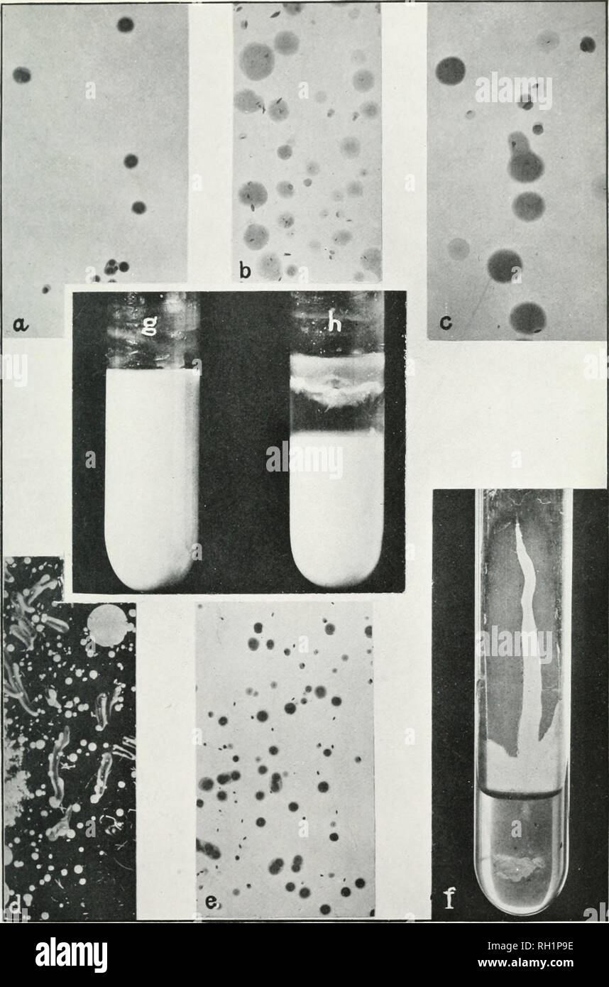 Agar slant tube hi-res stock photography and images - Alamy