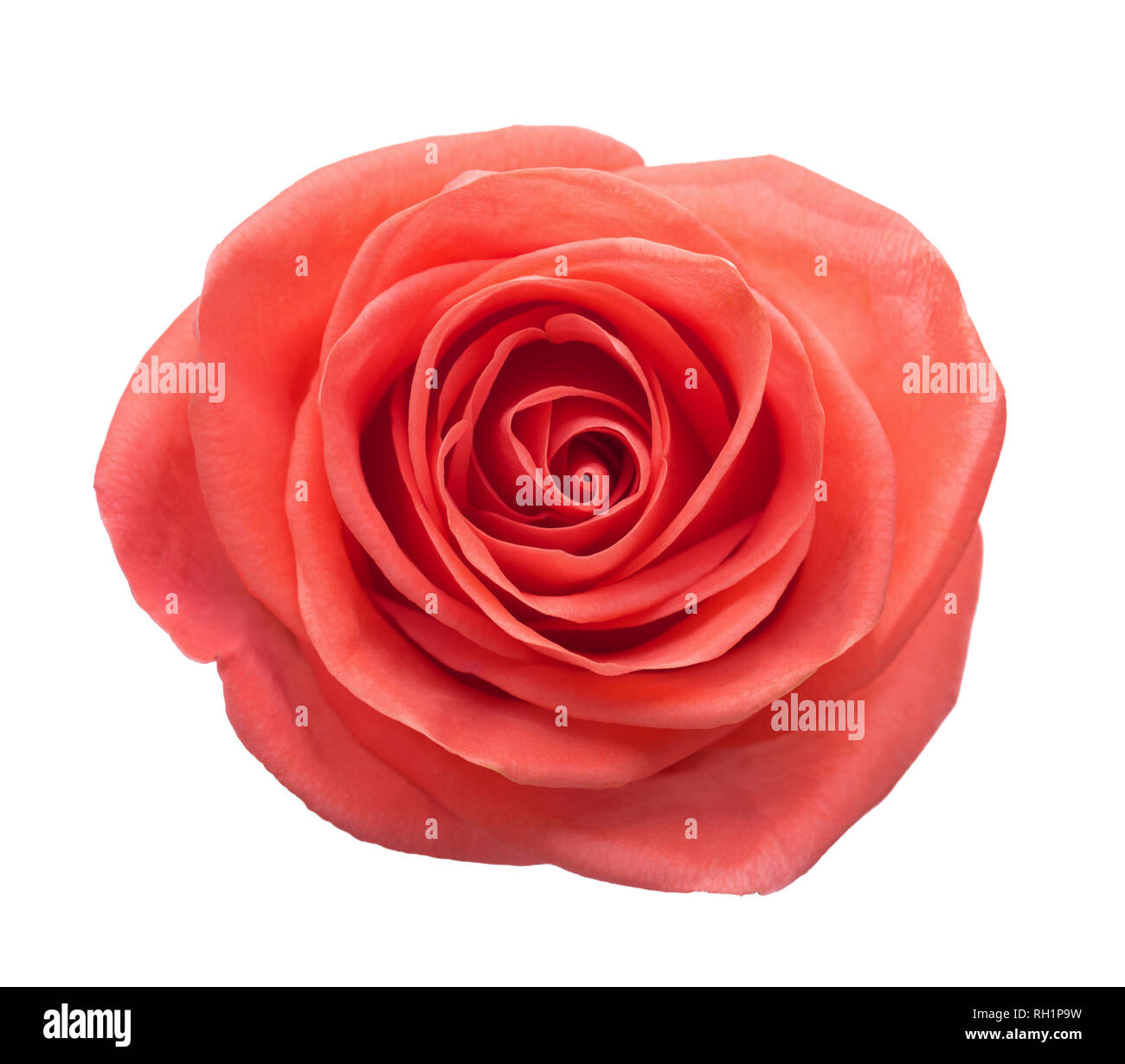 Coral Rose isolated on white background Stock Photo - Alamy