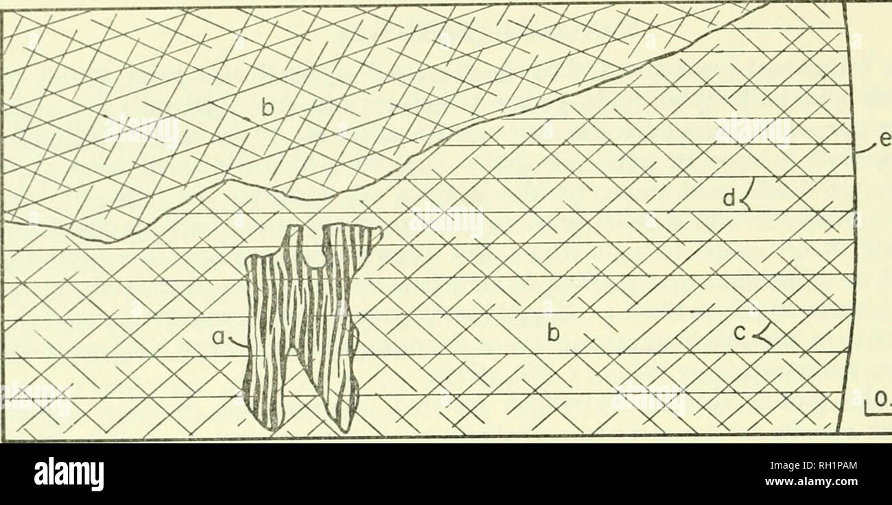 . Bulletin. Natural history; Natuurlijke historie. 14 PATELLOID AND ...