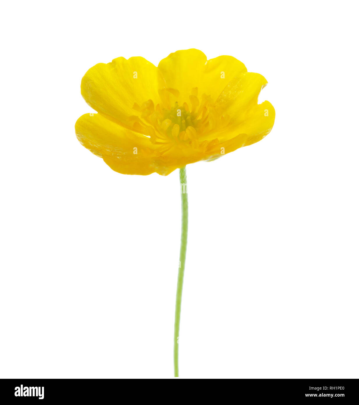 Yellow Buttercup isolated on white background Stock Photo - Alamy