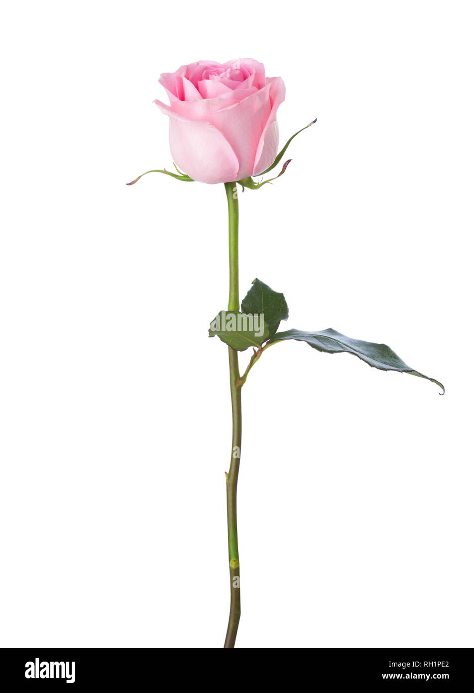 Light pink rose isolated on white background Stock Photo - Alamy