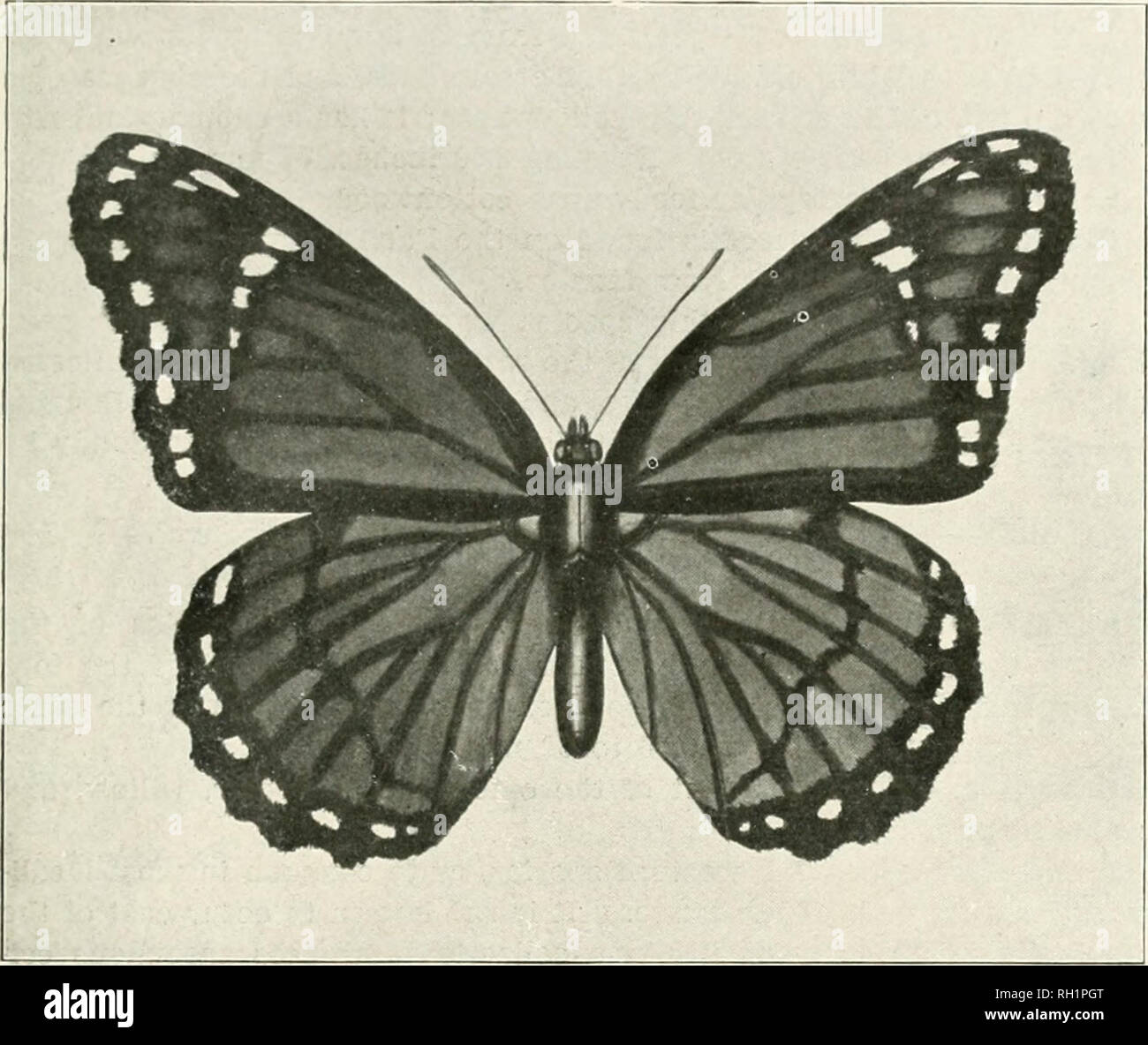 . Bulletin. Natural history; Natural history -- Montana. BUTTERFLIES OF ...