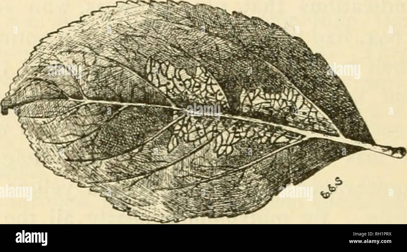 Case moths caterpillar hi-res stock photography and images - Alamy