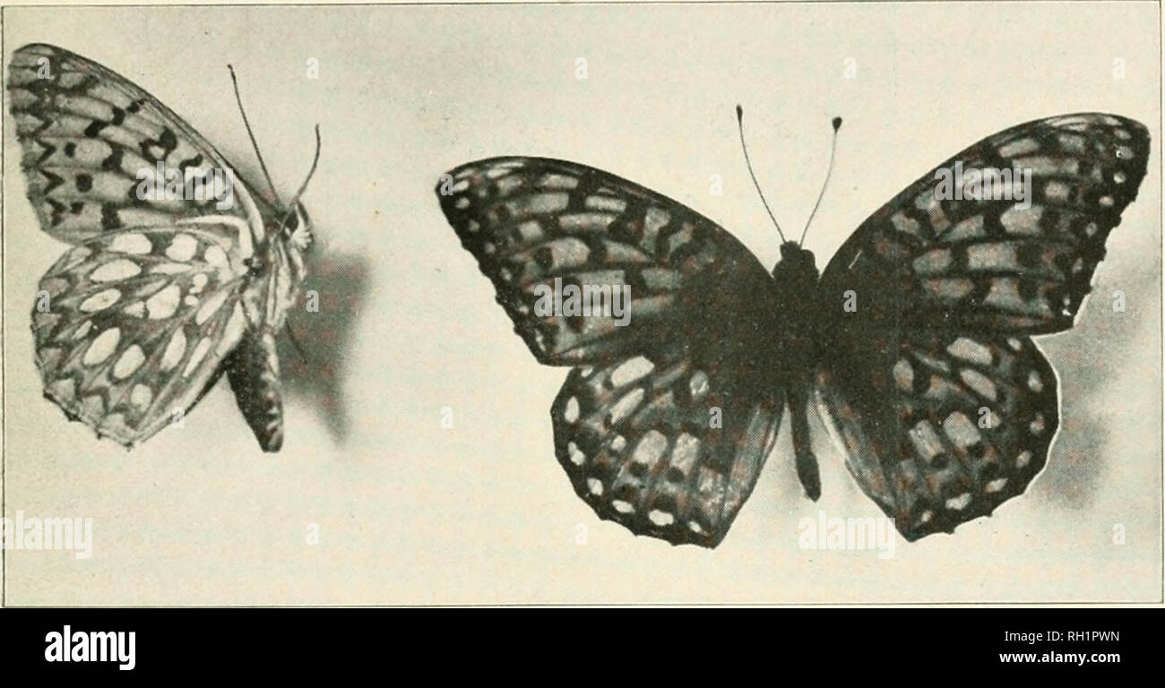 Edwards fritillary hi-res stock photography and images - Alamy