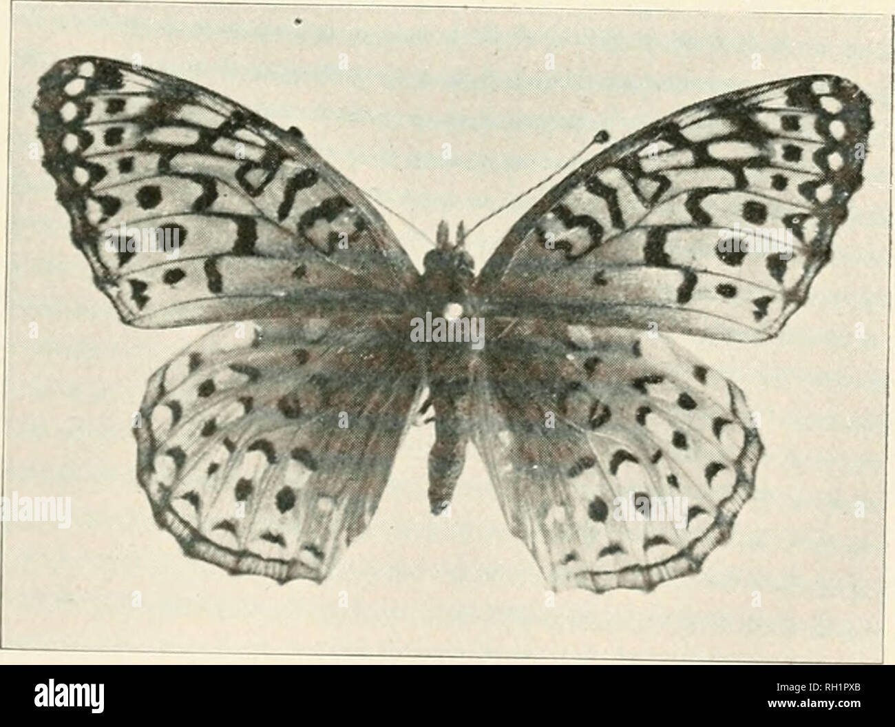 Broken line of markings on wings hi-res stock photography and images ...