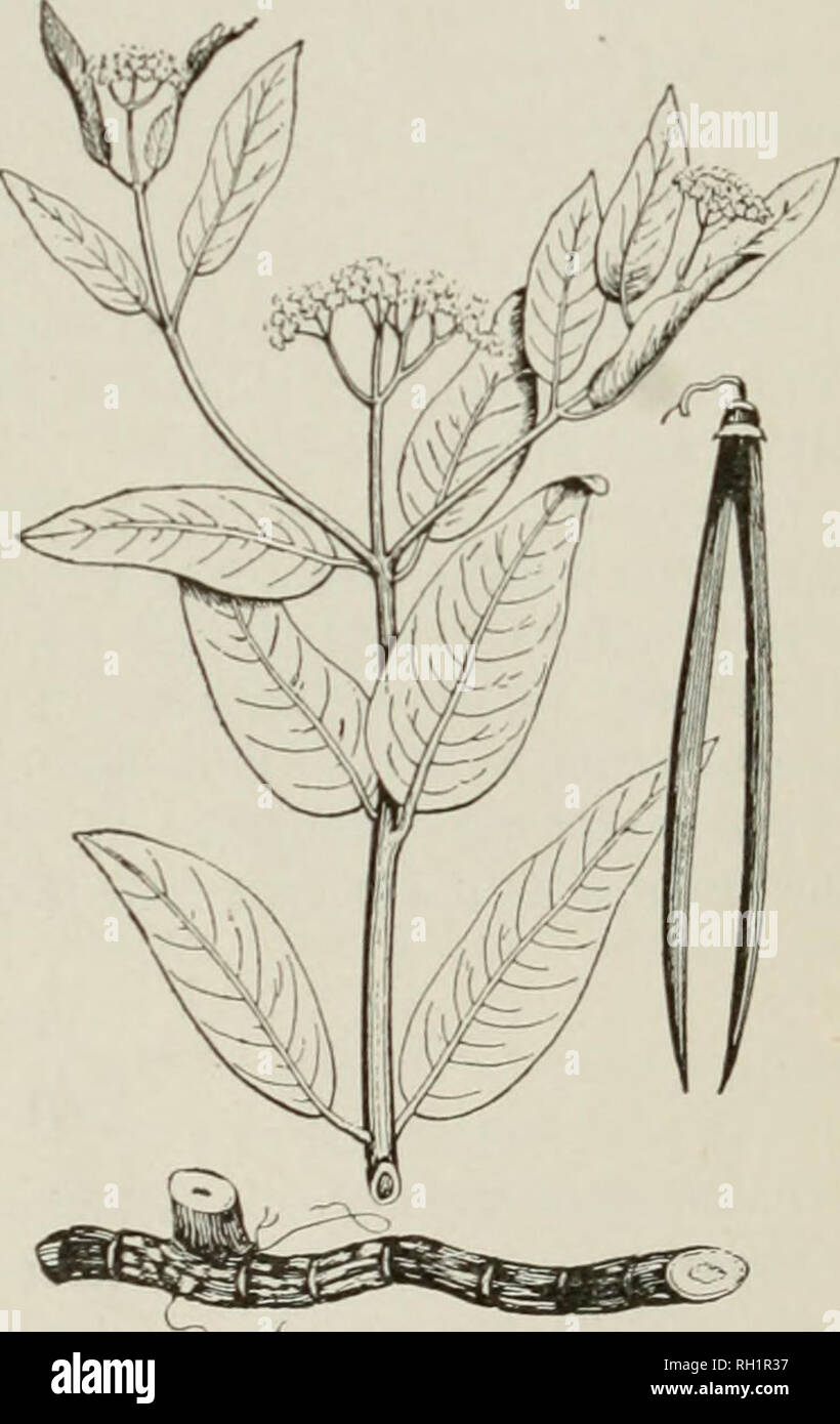 Amy root hi-res stock photography and images - Alamy