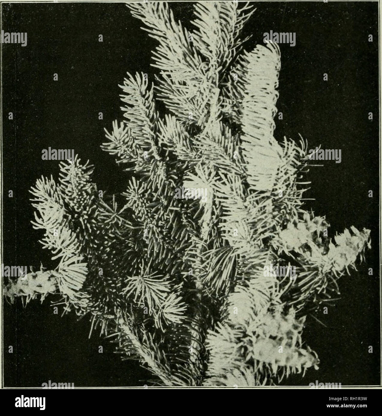 Cross section of douglas fir hi-res stock photography and images - Alamy