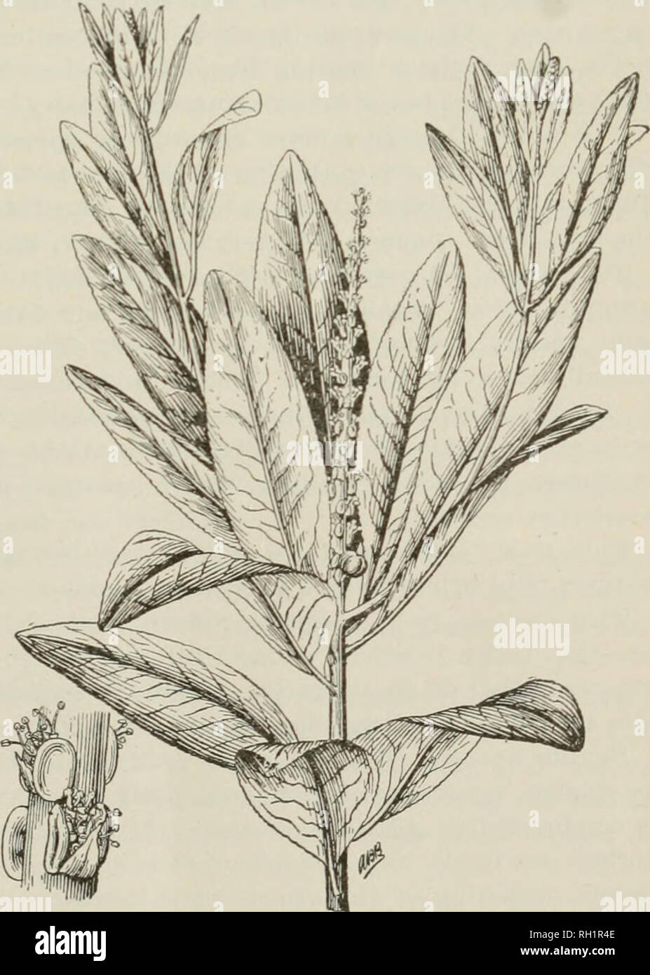 Seneca snakeroot hi-res stock photography and images - Alamy