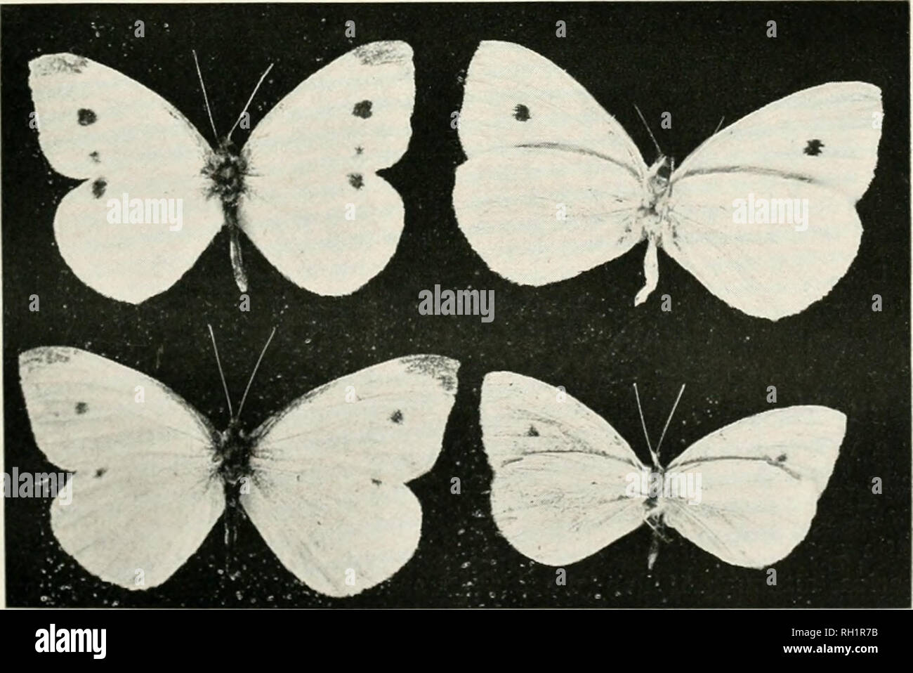 . Bulletin. Natural history; Natural history -- Montana. Fig. 25 ...