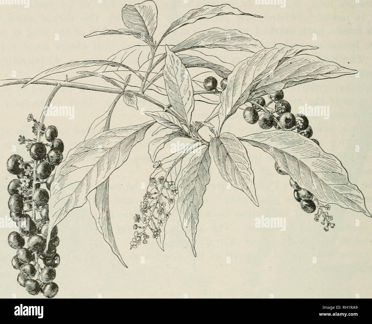 Phytolacca seeds hi-res stock photography and images - Alamy