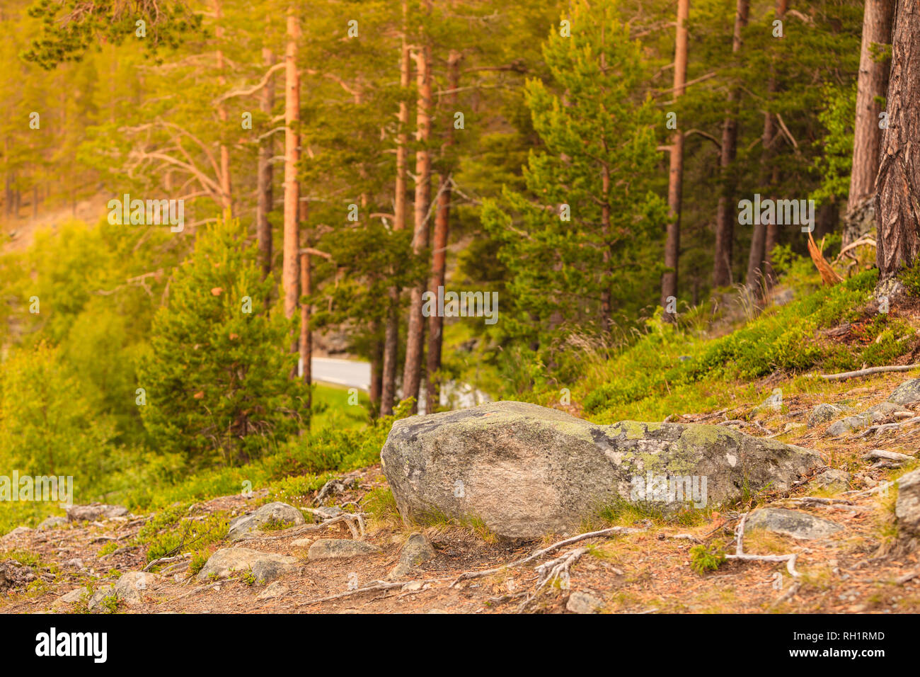 Norwegian nature. Green forest with coniferous trees Stock Photo - Alamy