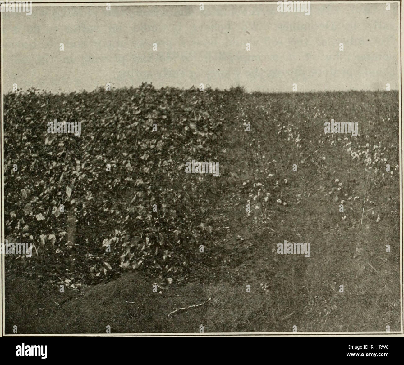 Cotton root rot hi-res stock photography and images - Alamy