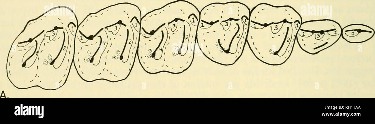 . Bulletin. Natural history; Natuurlijke historie. 84 EVOLUTION OF ...