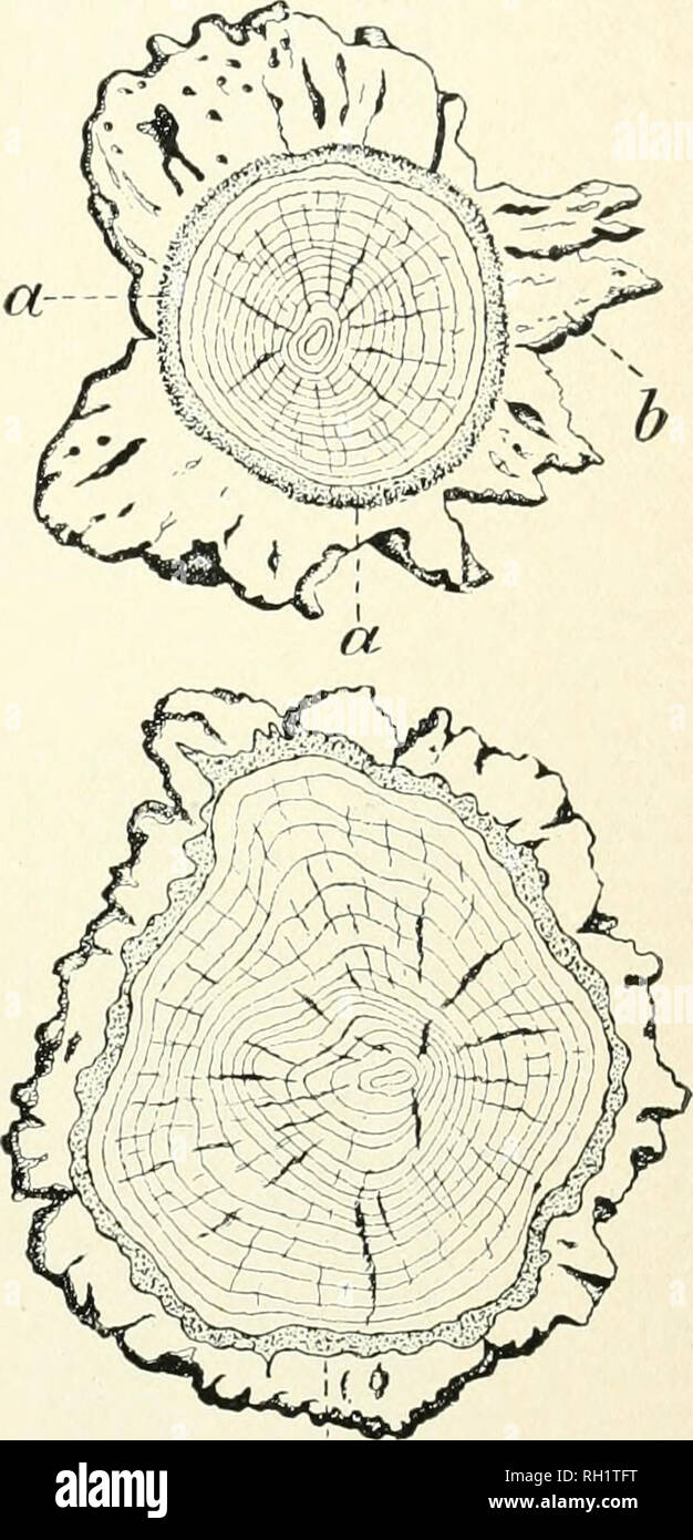 Cork tree cross section hi-res stock photography and images - Alamy