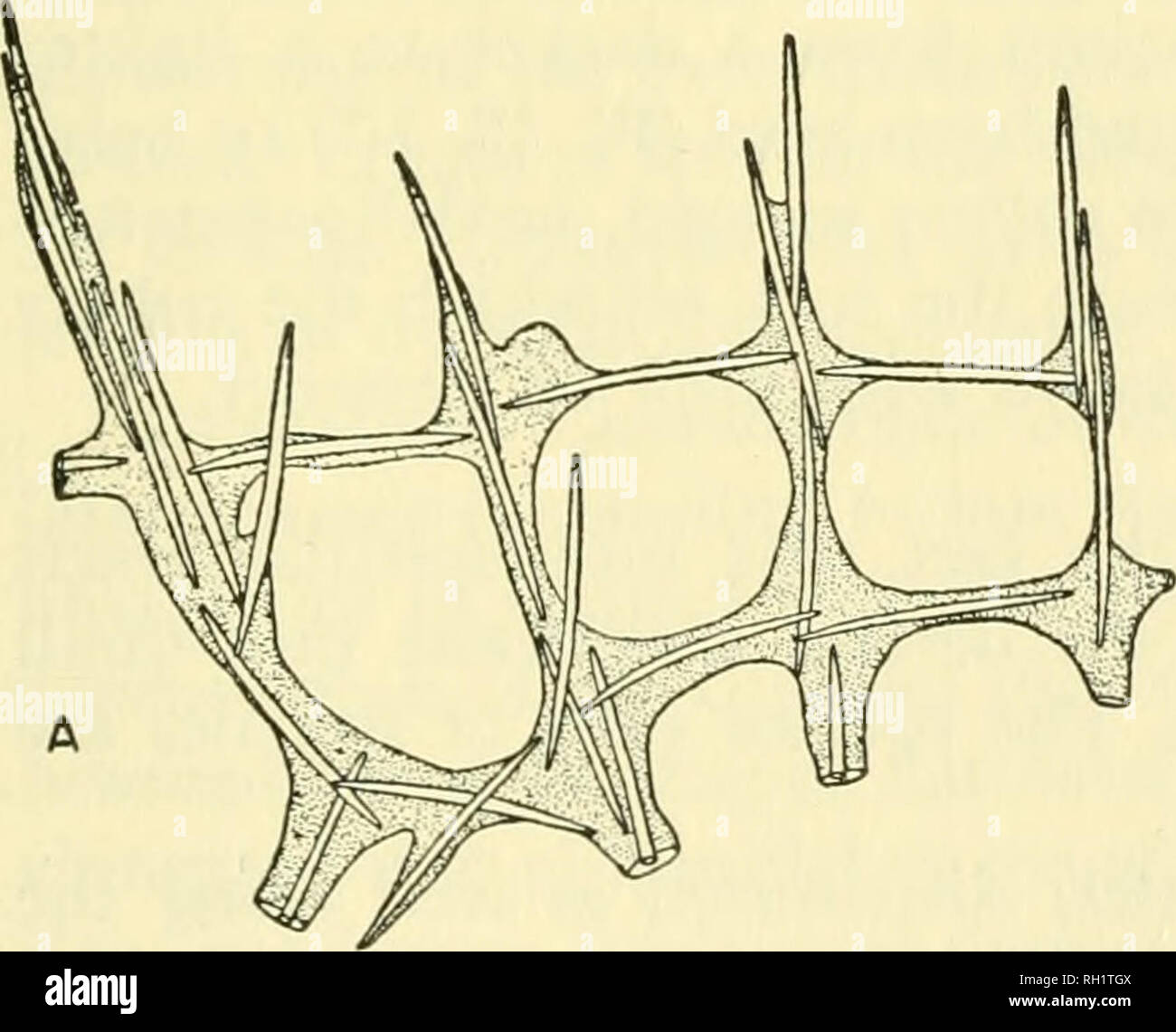 Haliclona oculata hi-res stock photography and images - Alamy