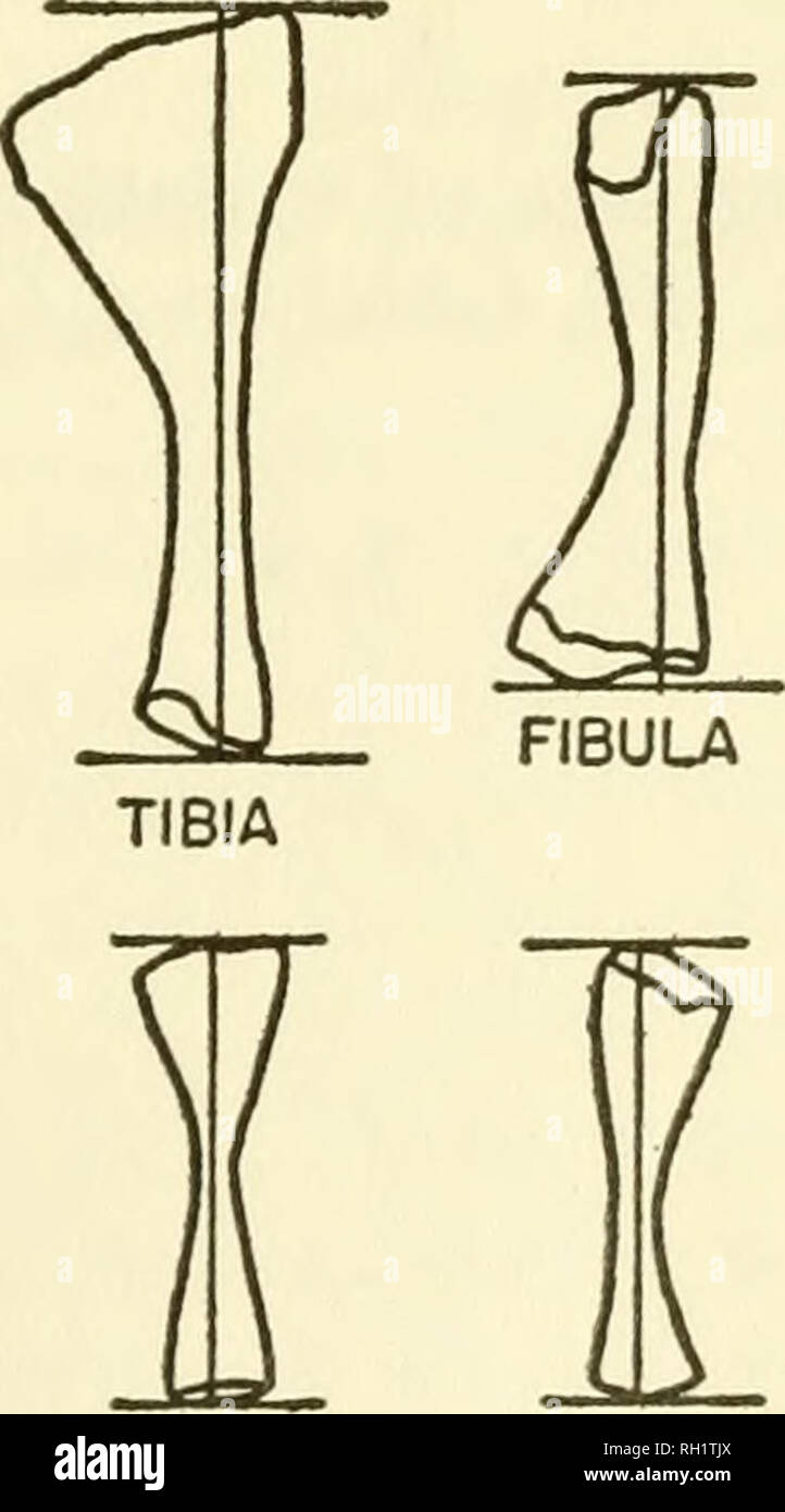 . Bulletin. Natural history; Natuurlijke historie. HUMERUS FEMUR RADIUS ...