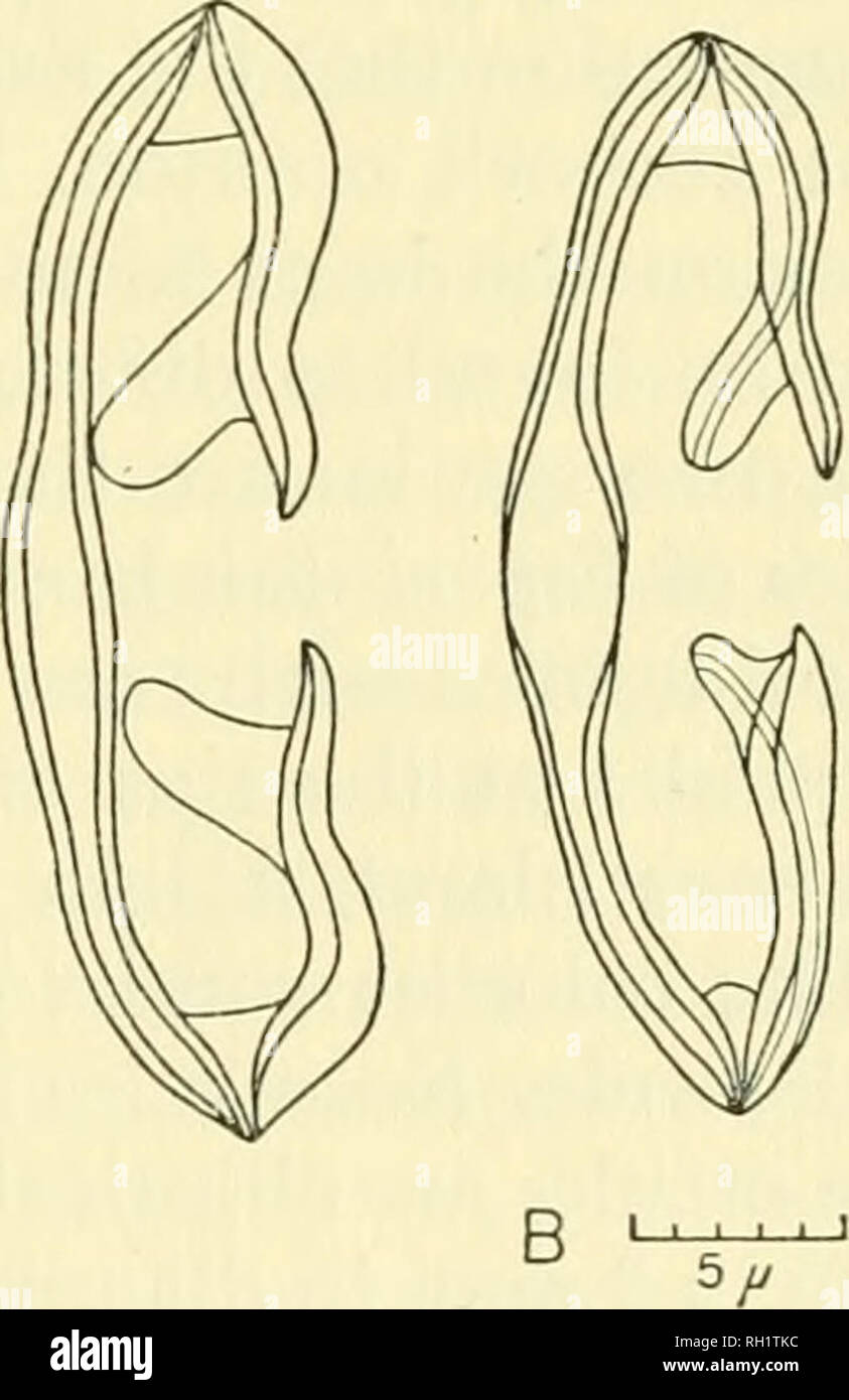 Isodictya palmata hi-res stock photography and images - Alamy