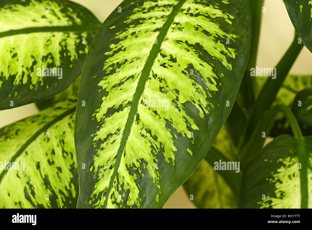 Dieffenbachia flower hi-res stock photography and images - Alamy