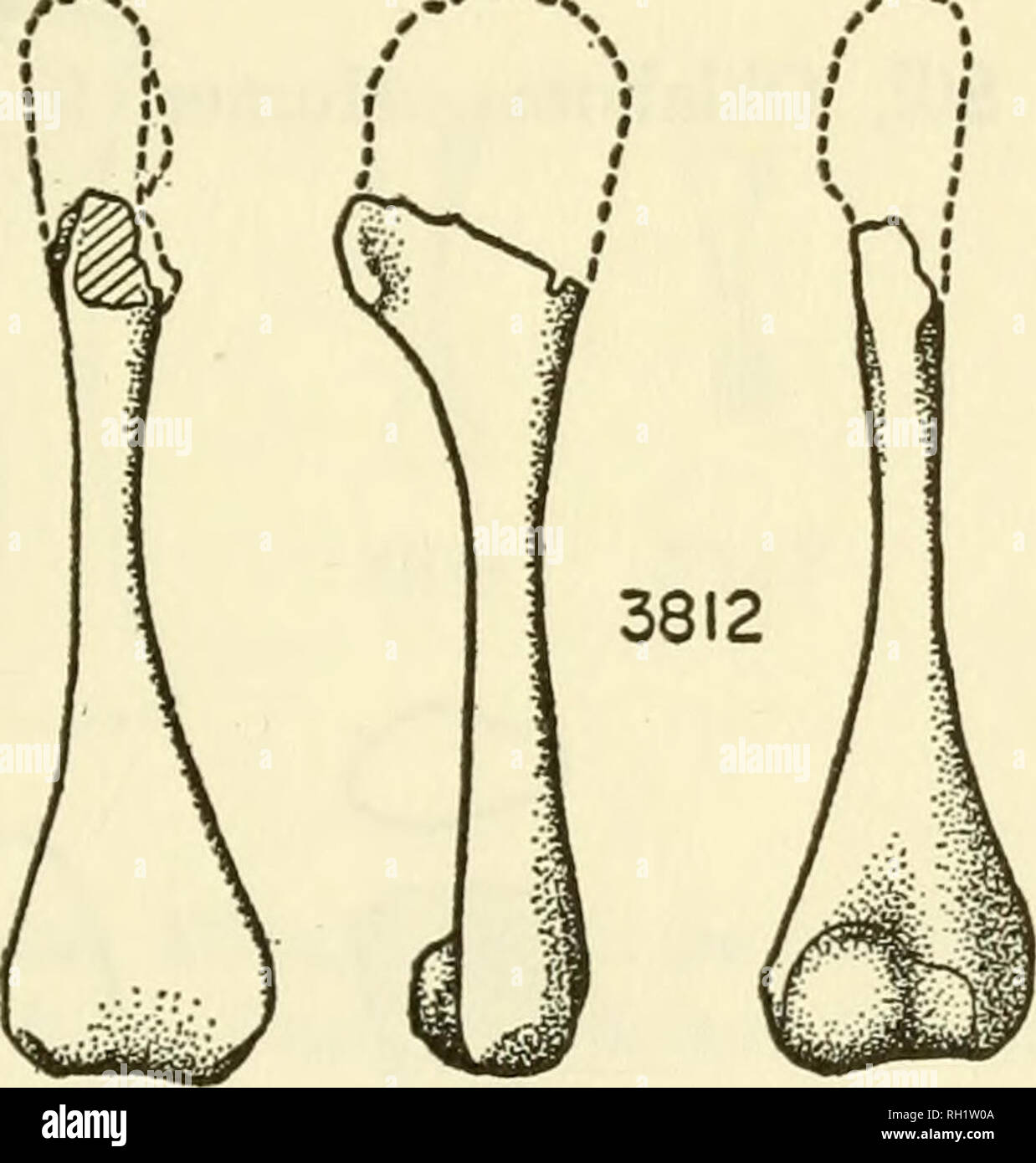 . Bulletin. Natural history; Natuurlijke historie. POSTCRANIAL BONES 55 ...