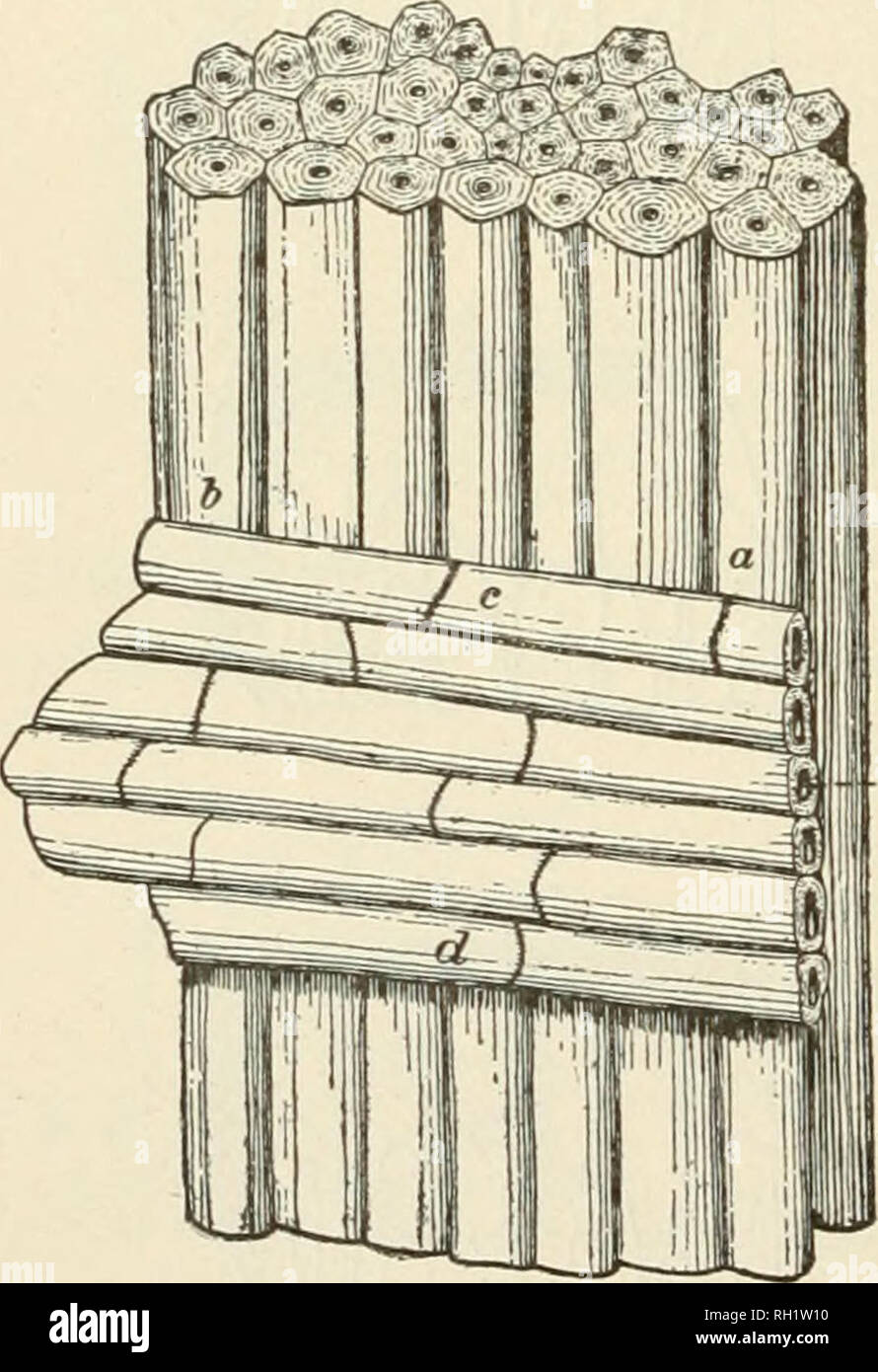 . Bulletin. Forests and forestry -- United States. 34 TIMBER. the ...
