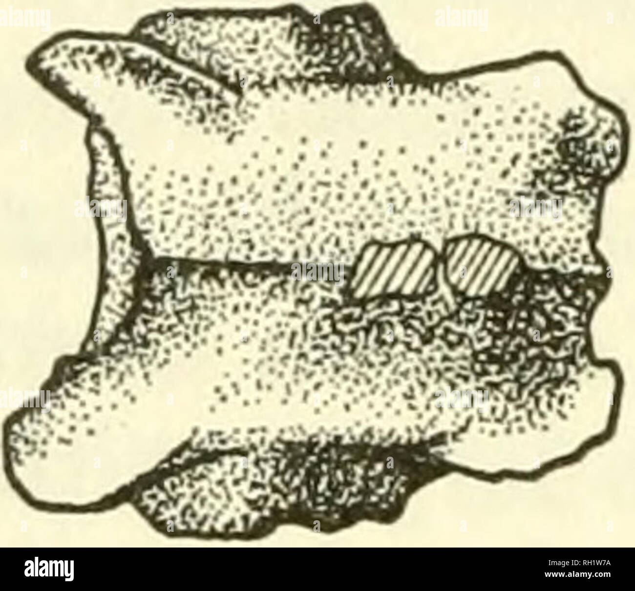 Prezygapophyses hi-res stock photography and images - Alamy