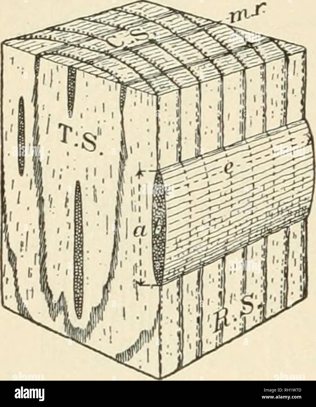 Larch cut down timber hi-res stock photography and images - Alamy