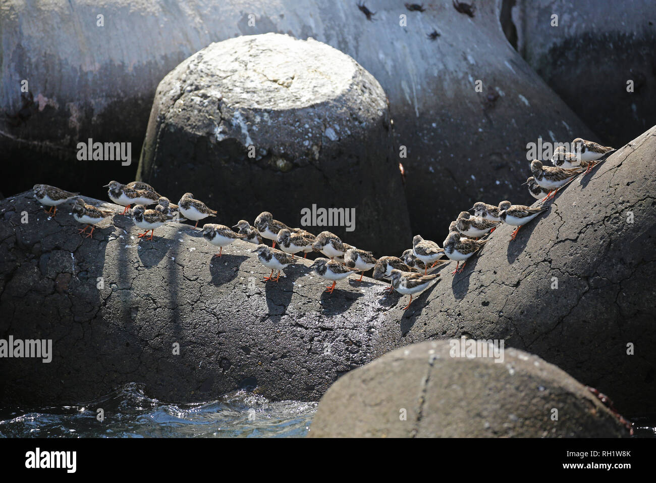 Flock of Ruddy turnstones in Arica harbor, Chile Stock Photo - Alamy