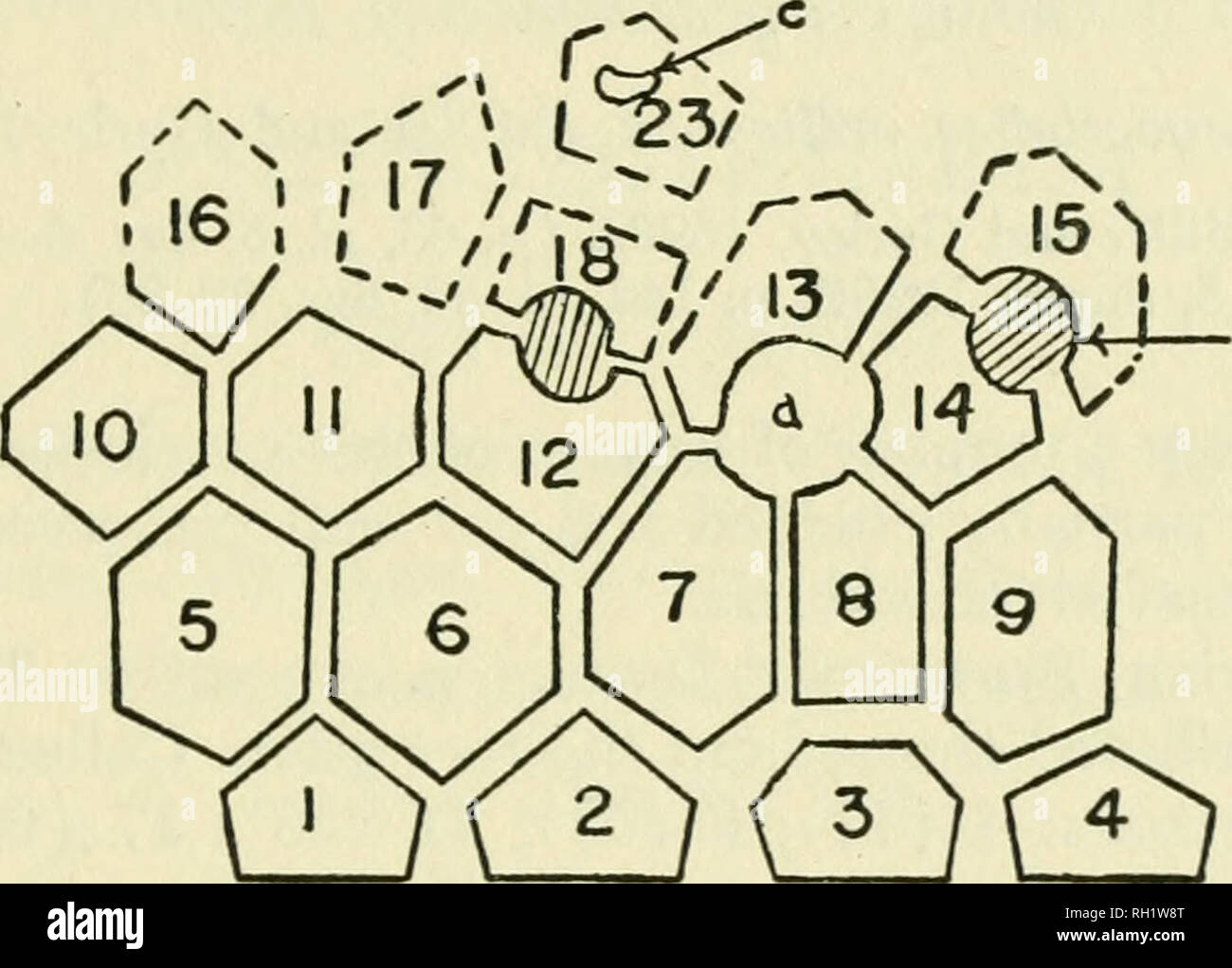 . Bulletin. Natural history; Natuurlijke historie. DESCRIPTION OF ...