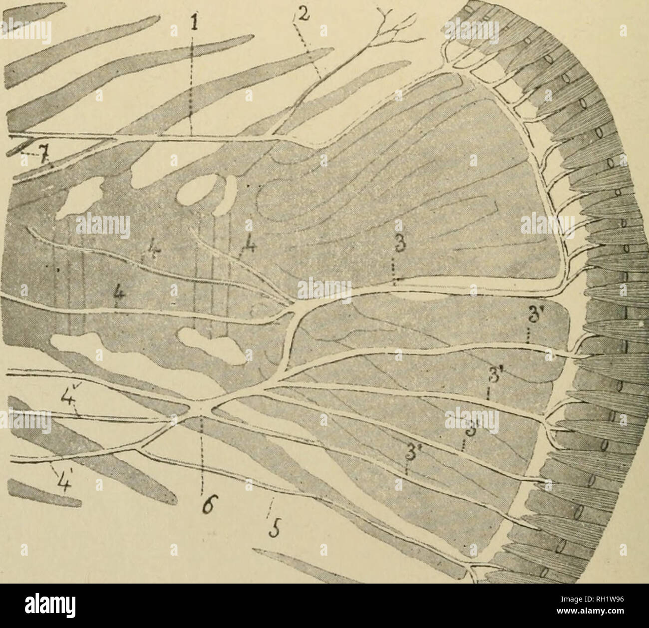 . Buletinul Societii de ciine din Bucureci, Roma = Bulletin de la Soci ...