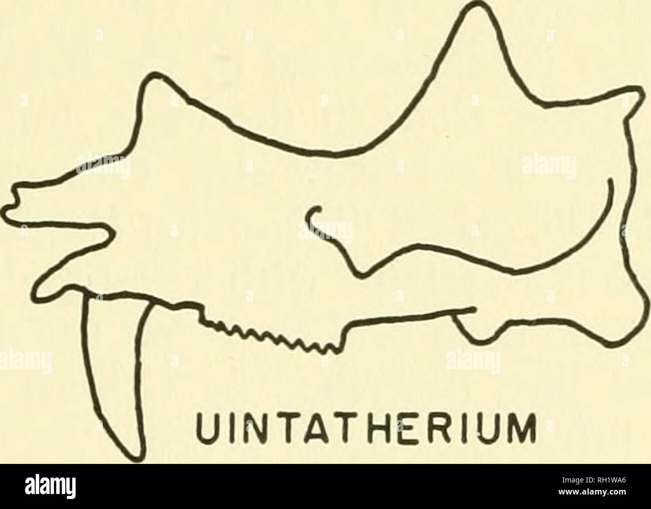 Uintatherium hi-res stock photography and images - Alamy