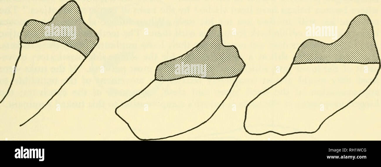 . Bulletin. Natural history; Natuurlijke historie. Fig. 4. Outlines of ...