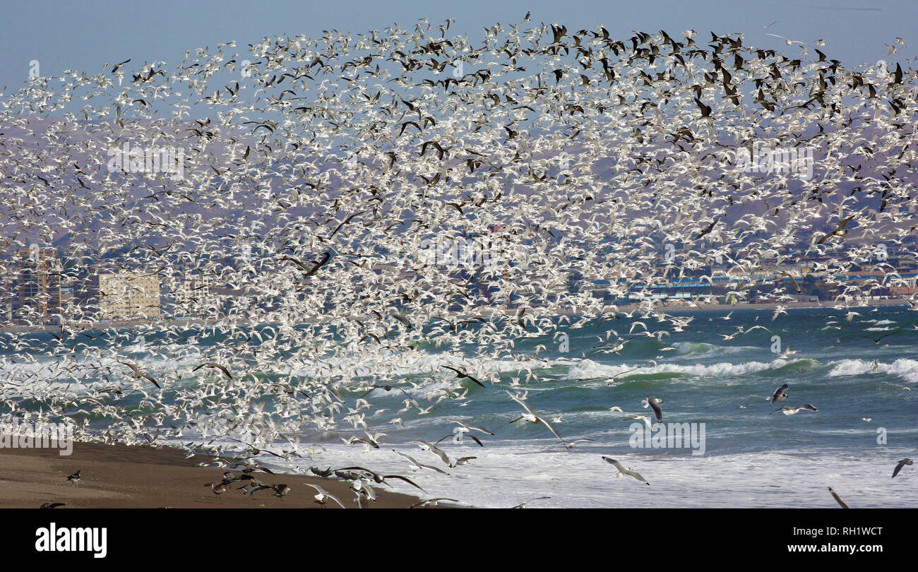 Marine birds hi-res stock photography and images - Alamy
