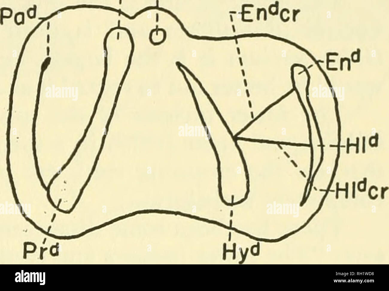 Uintathere hi-res stock photography and images - Alamy